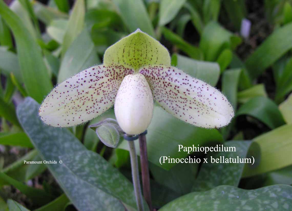 Paphiopedilum Listing